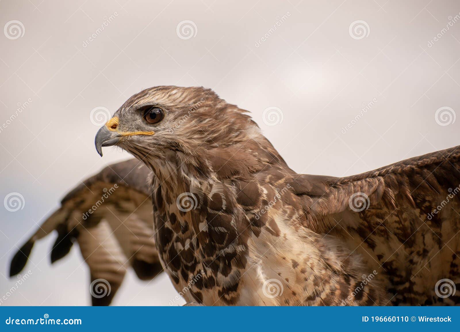 Closeup Shot of a Hawk with Open Wings for Flight Stock Photo - Image ...