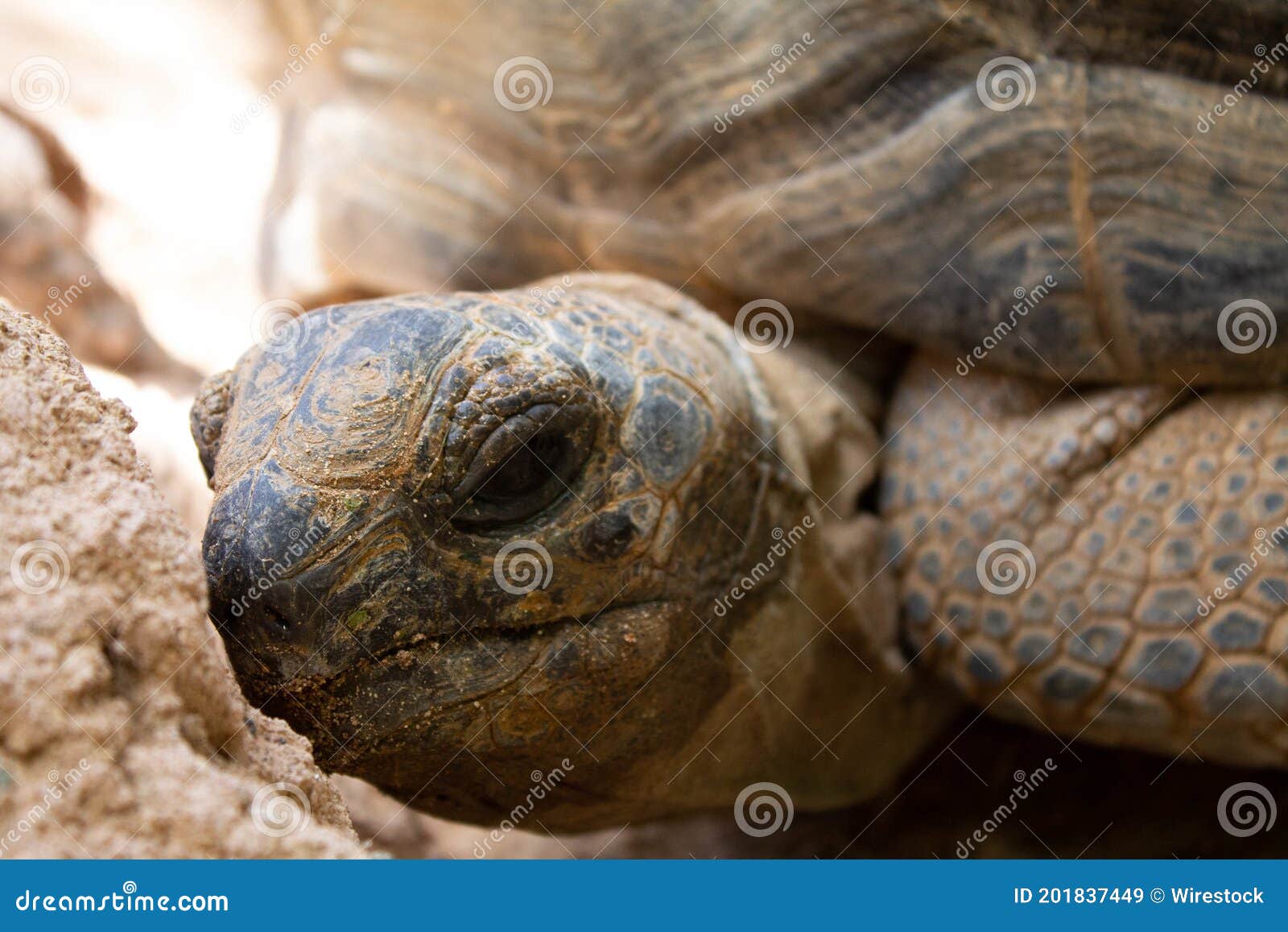Closeup Shot of the Head of a Big Tortoise Stock Image - Image of ...