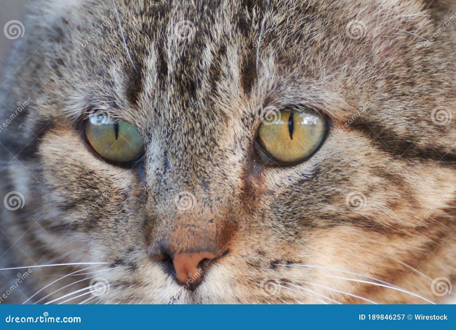 Closeup Shot of the Head of a Cat Stock Image - Image of head, face ...