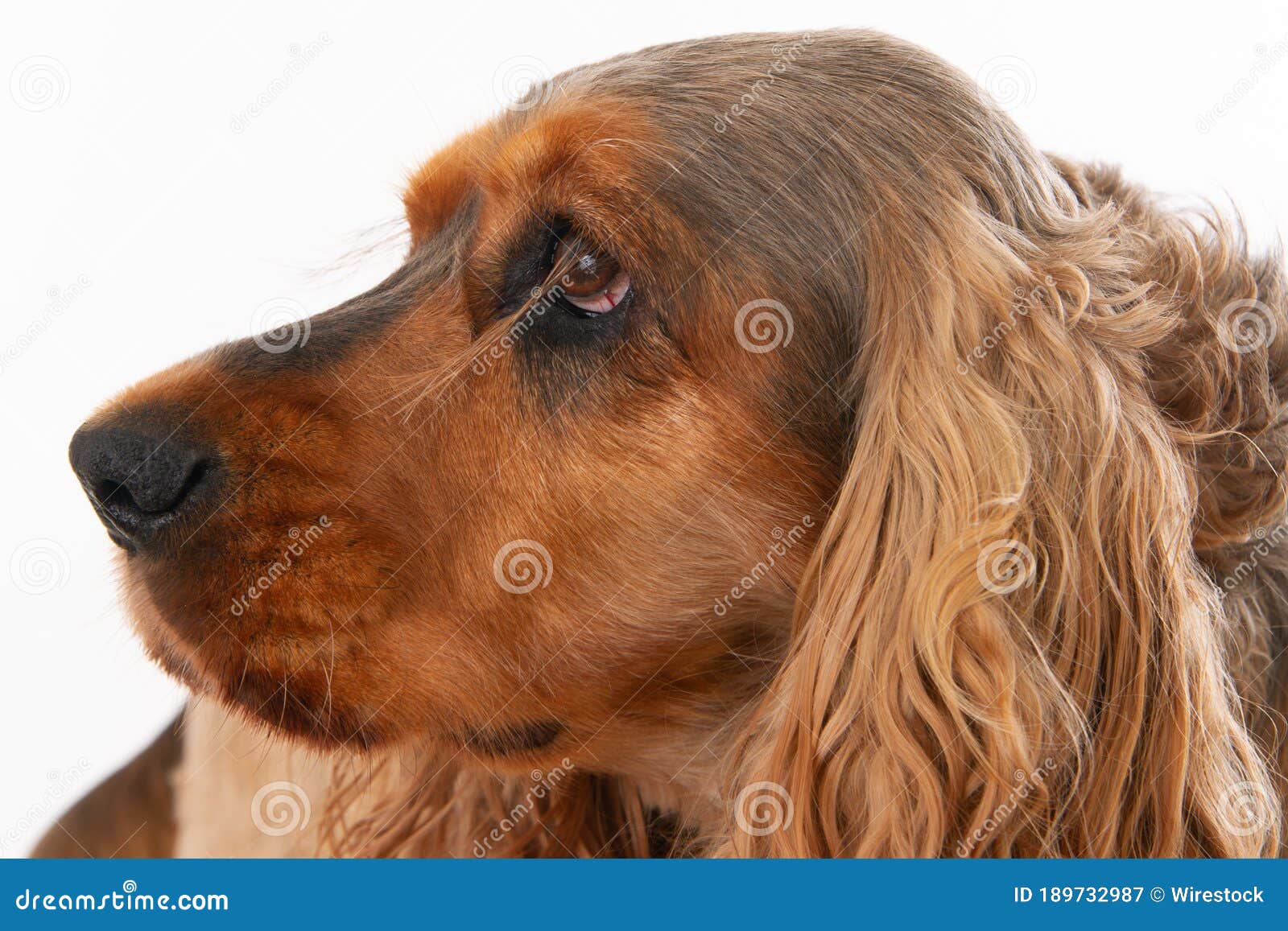 Closeup Shot of the Head of a Cute Brown Cocker Spaniel Isolated on a ...