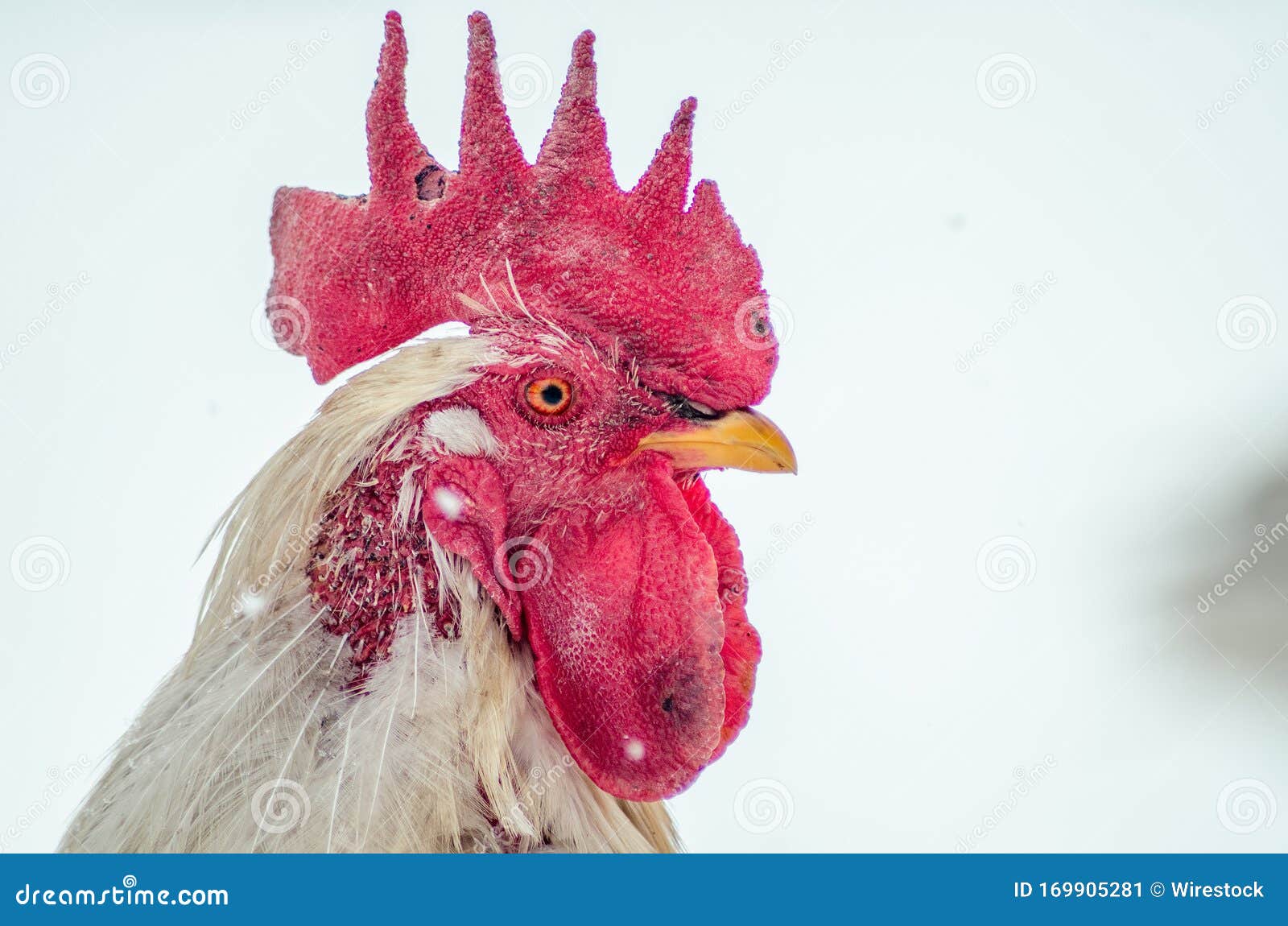 Closeup Shot of the Head of a Cute White Rooster with a Beautiful Red ...