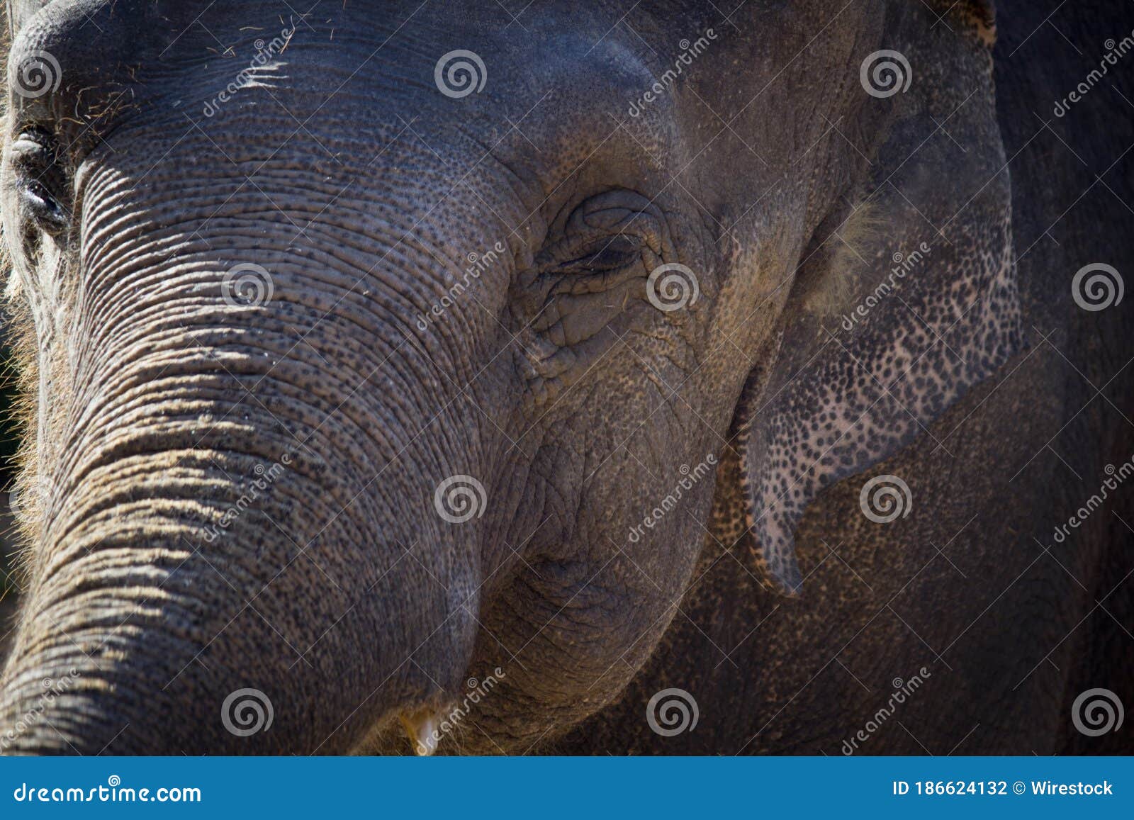 Closeup Shot of the Head of an Elephant Stock Photo - Image of ...