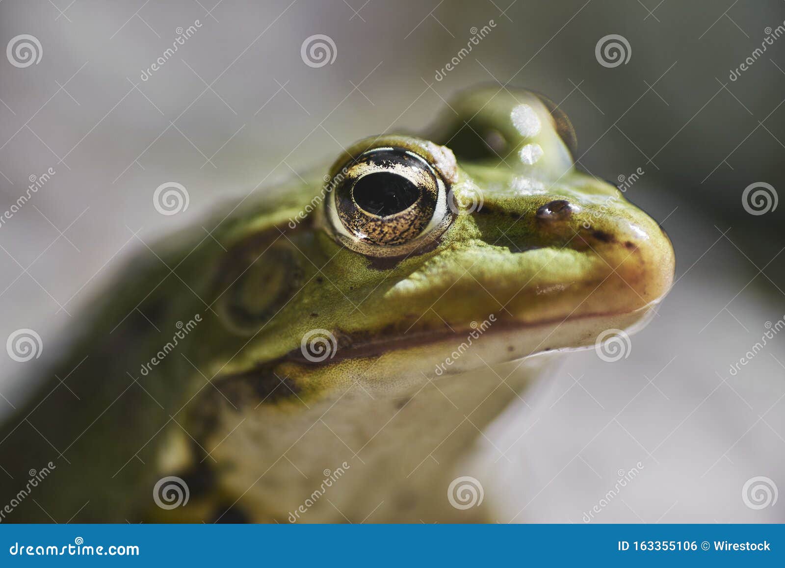 Closeup Shot of the Head of a Frog with Big Eyes on Blurred Background ...