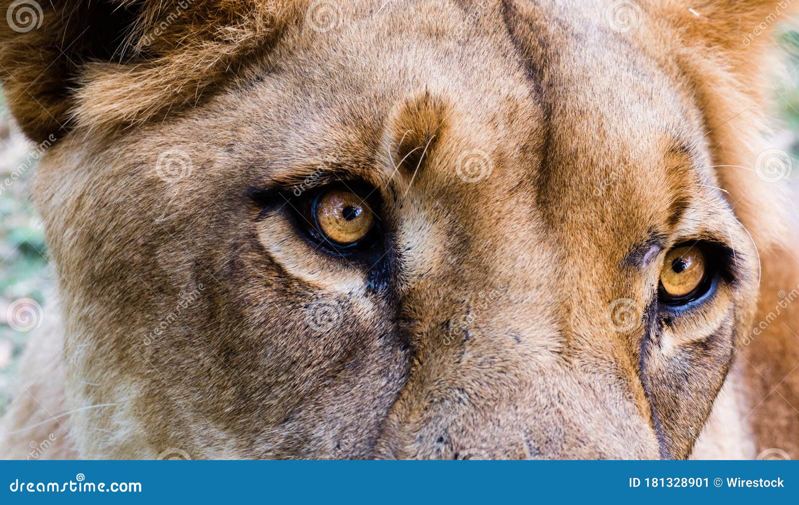Closeup Shot of the Head of a Lioness Stock Image - Image of head ...