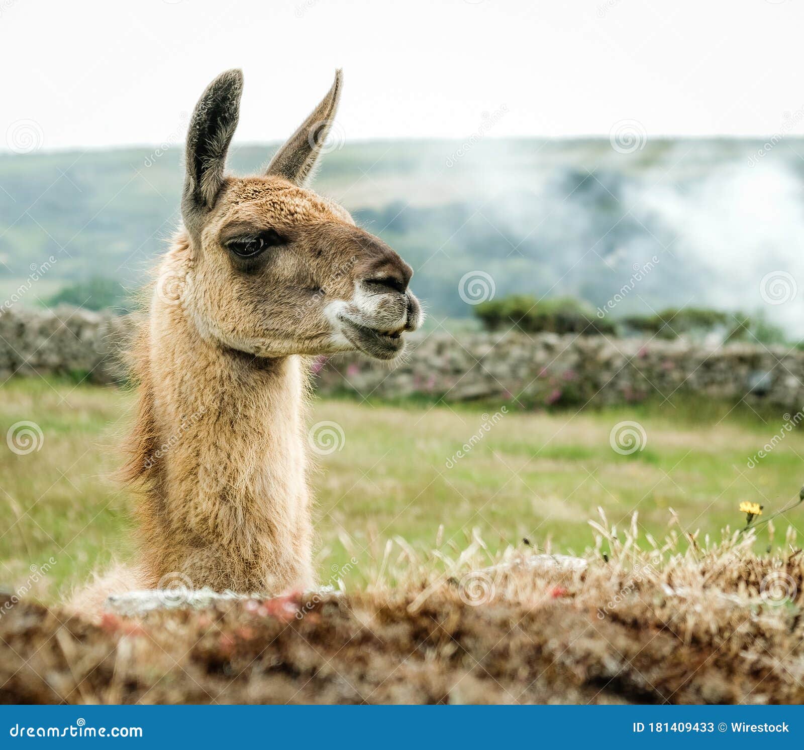 Closeup Shot of the Head of a Llama Stock Image - Image of peru ...
