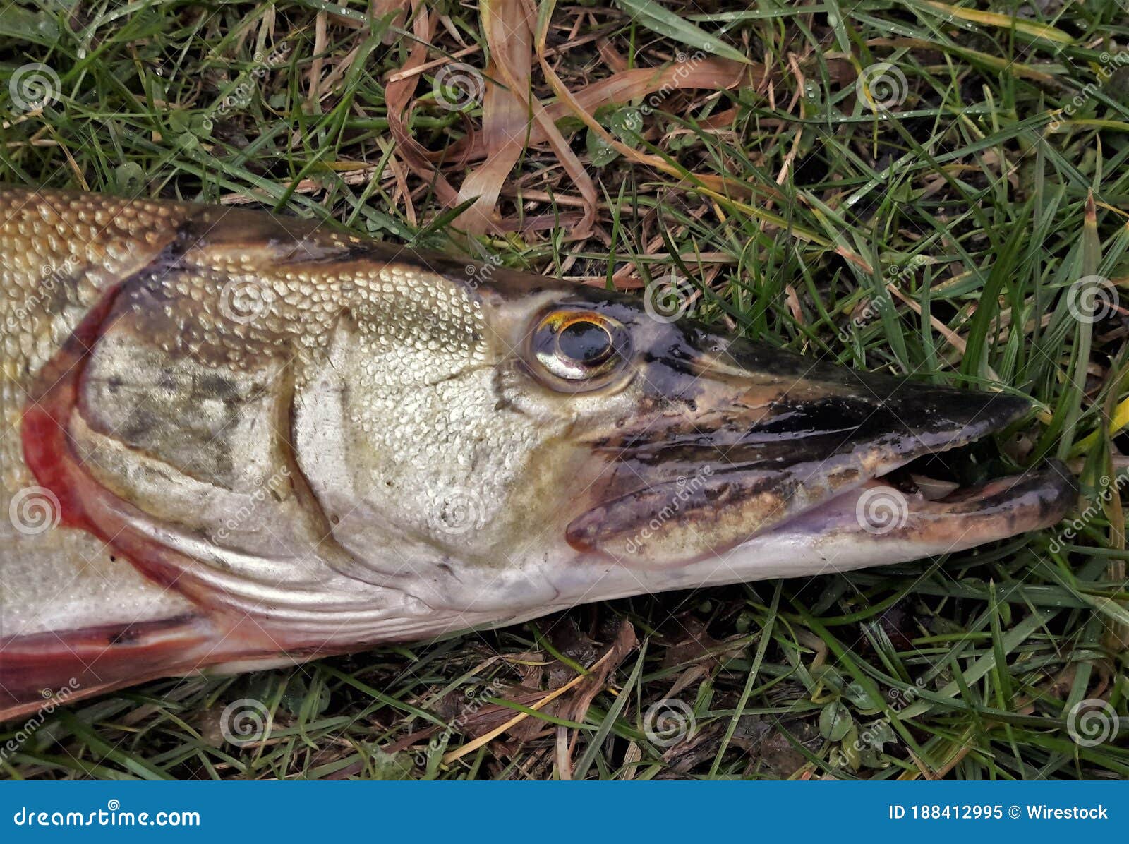Closeup Shot of the Head of a Pike Fish on the Grass Stock Image ...