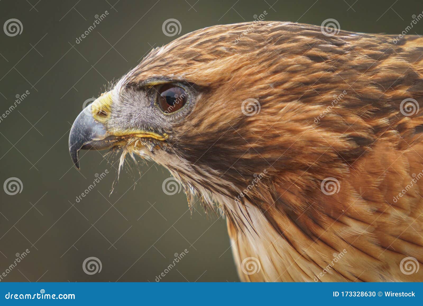 Closeup Shot of the Head of the Red Tail Hawk Looking for Food Stock ...