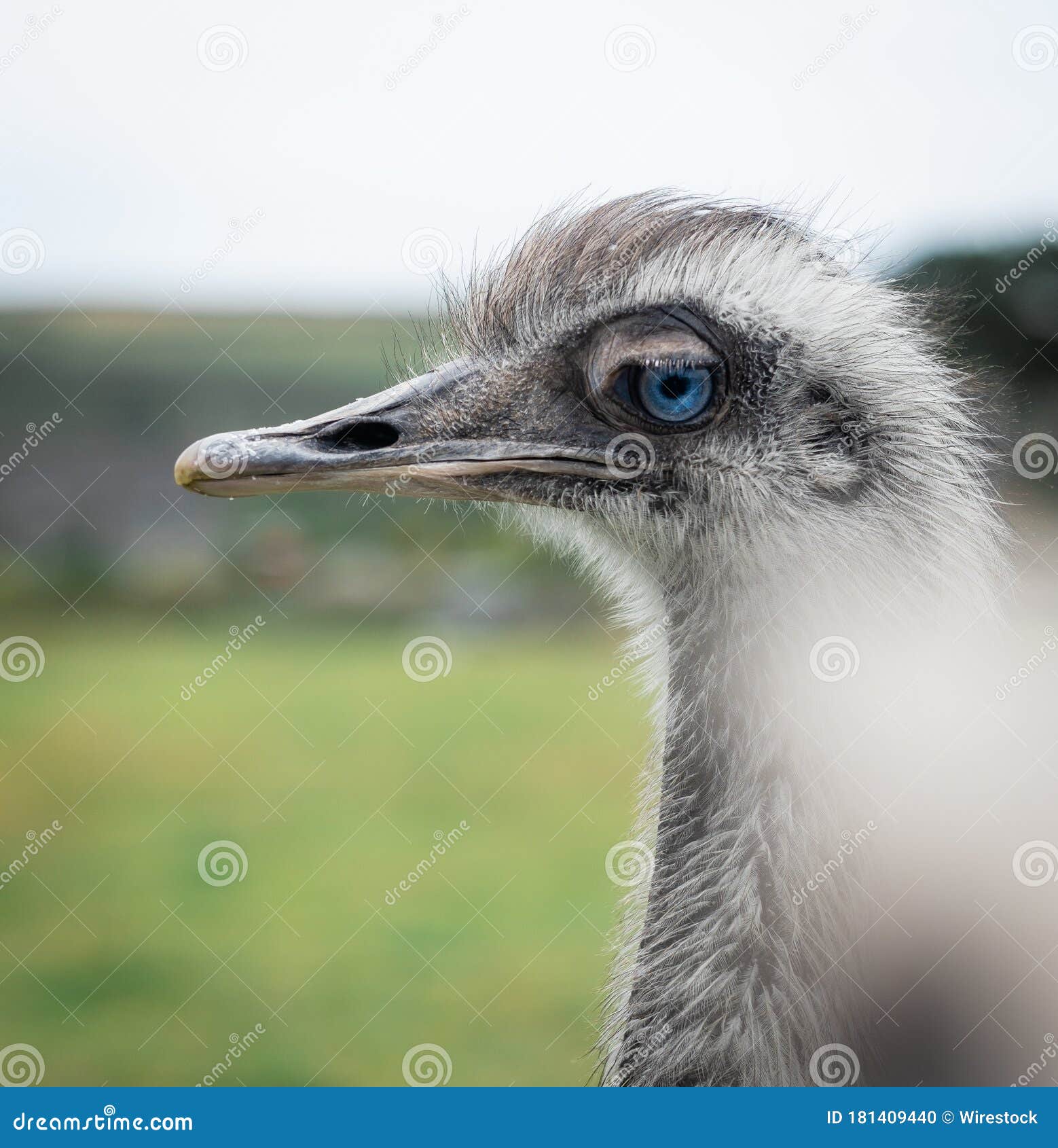 Closeup Shot of the Head of a White Ostrich Stock Photo - Image of ...