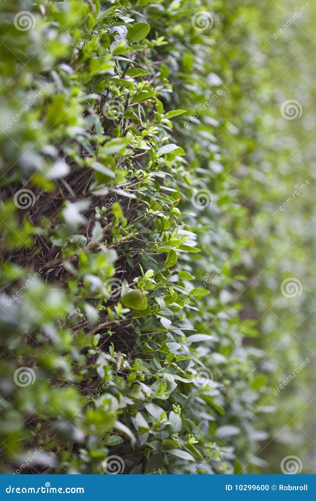 Closeup shot of a hedge stock photo. Image of natural - 10299600