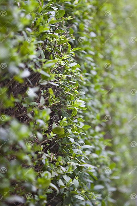 Closeup shot of a hedge stock photo. Image of natural - 10299600