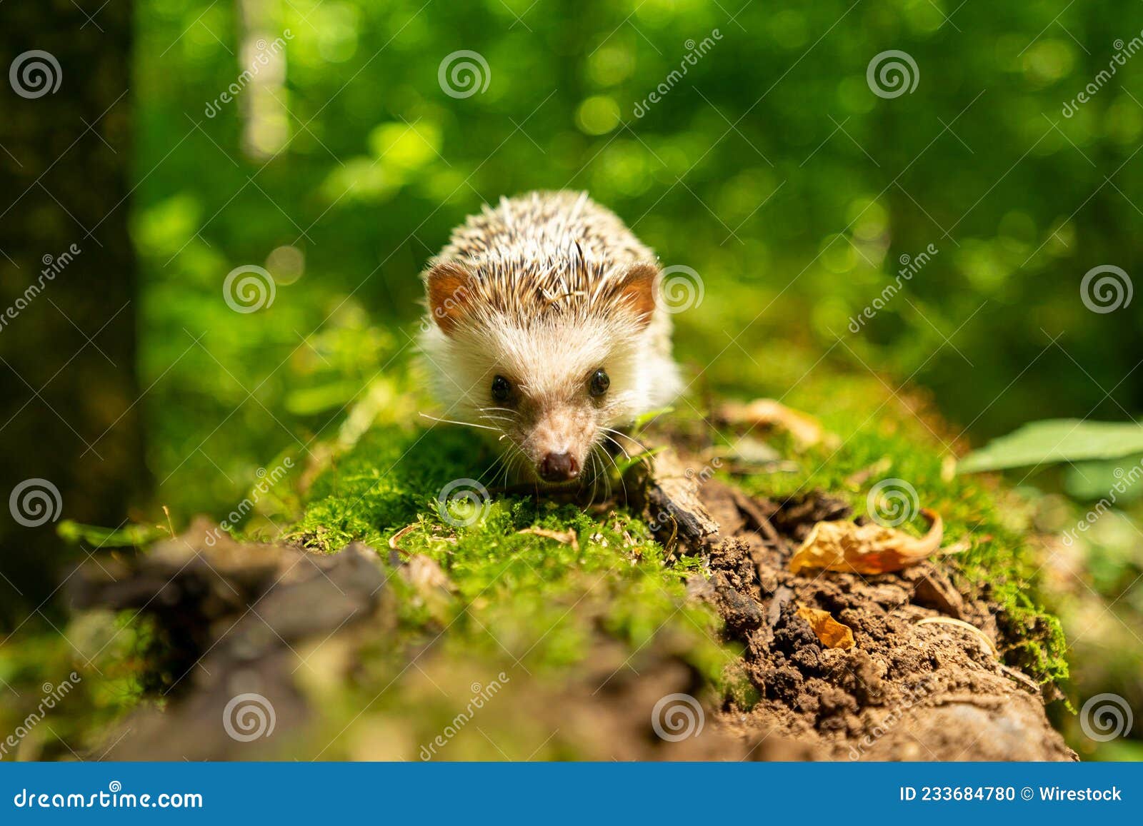 Closeup shot of a hedgehog stock photo. Image of small - 233684780
