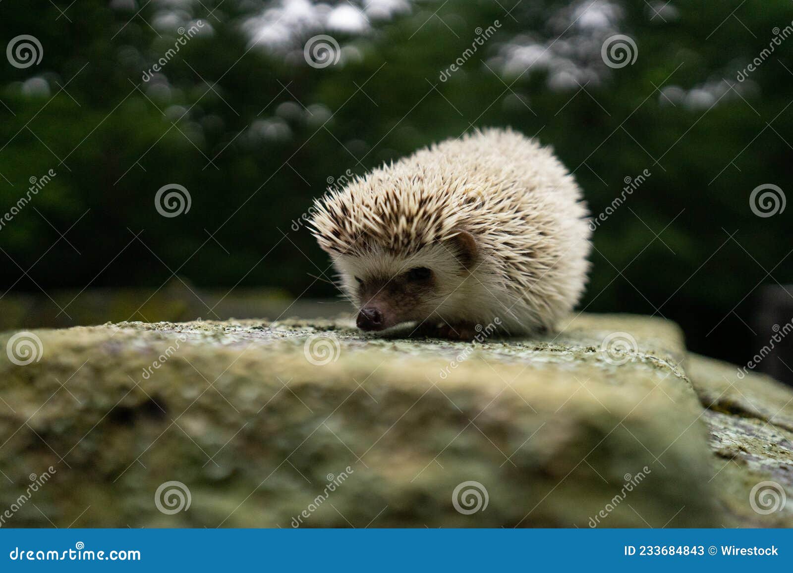 Closeup Hedgehog In Green Grass . Cute Hedgehog Face With Beady Eyes ...