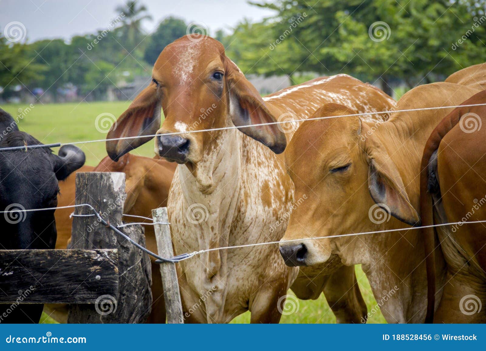 Closeup Shot of a Herd of Brahman Cattle in a Green Farm Stock Photo ...