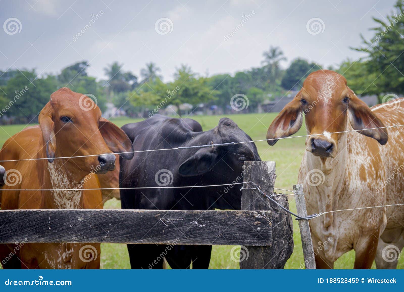 Closeup Shot of a Herd of Brahman Cattle in a Green Farm Stock Image ...