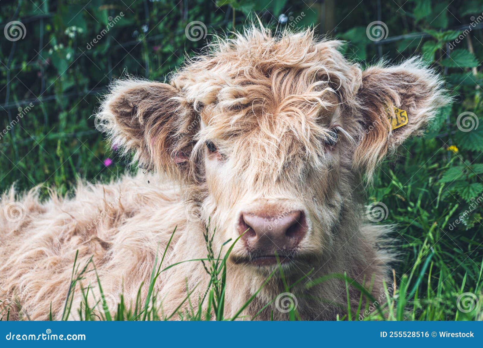 Closeup Shot of a Highland Cow-Calf Stock Photo - Image of black, bison ...