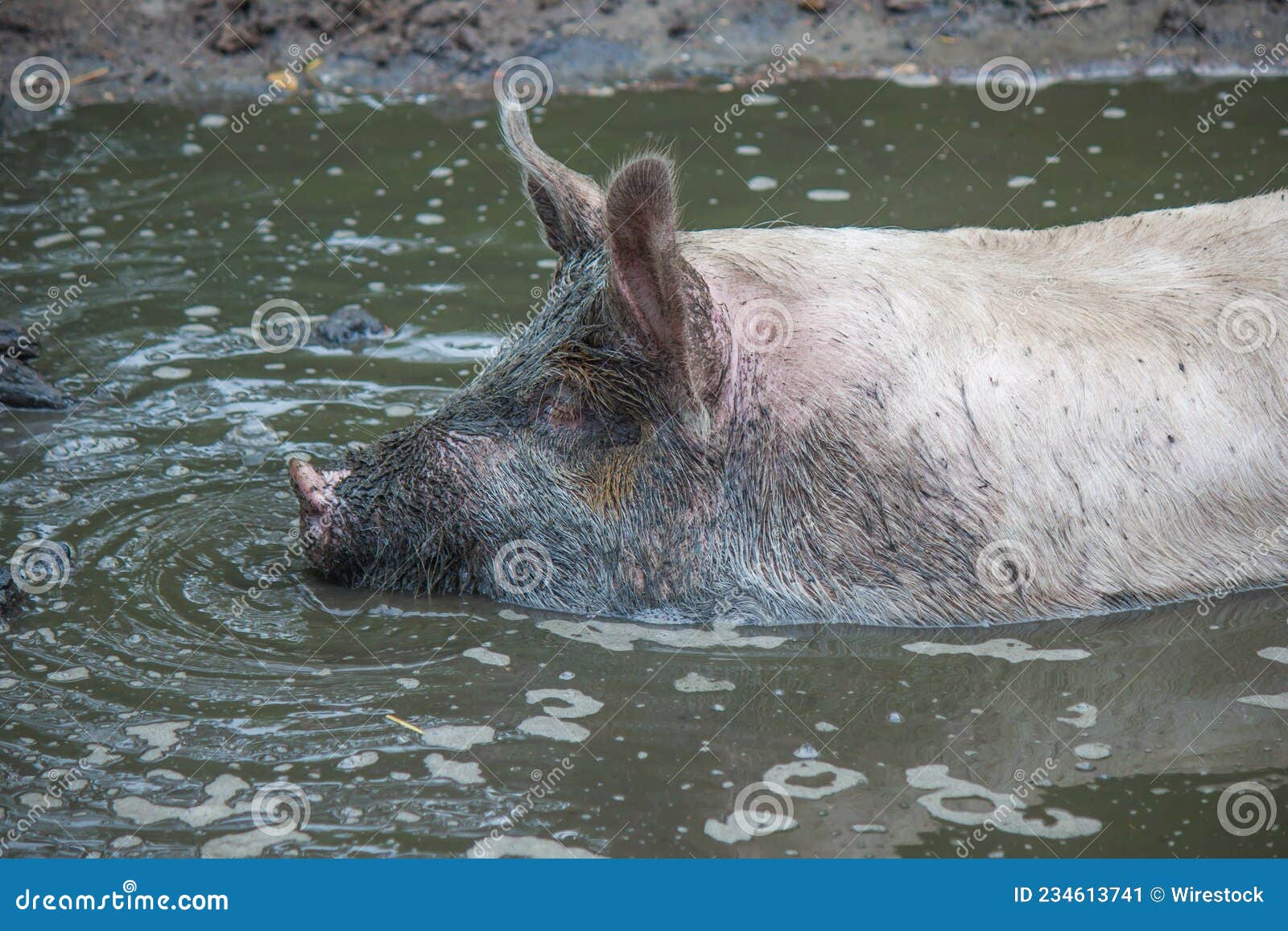 Closeup Shot of a Hog in the Water Stock Image - Image of ungulate ...