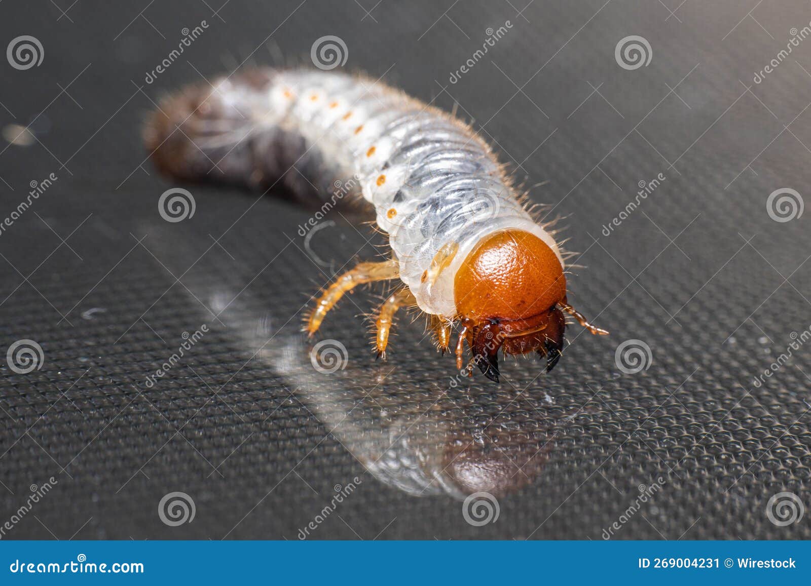Closeup Shot of a Horned Beetle Larvae Crawling on a Glass Surface with ...