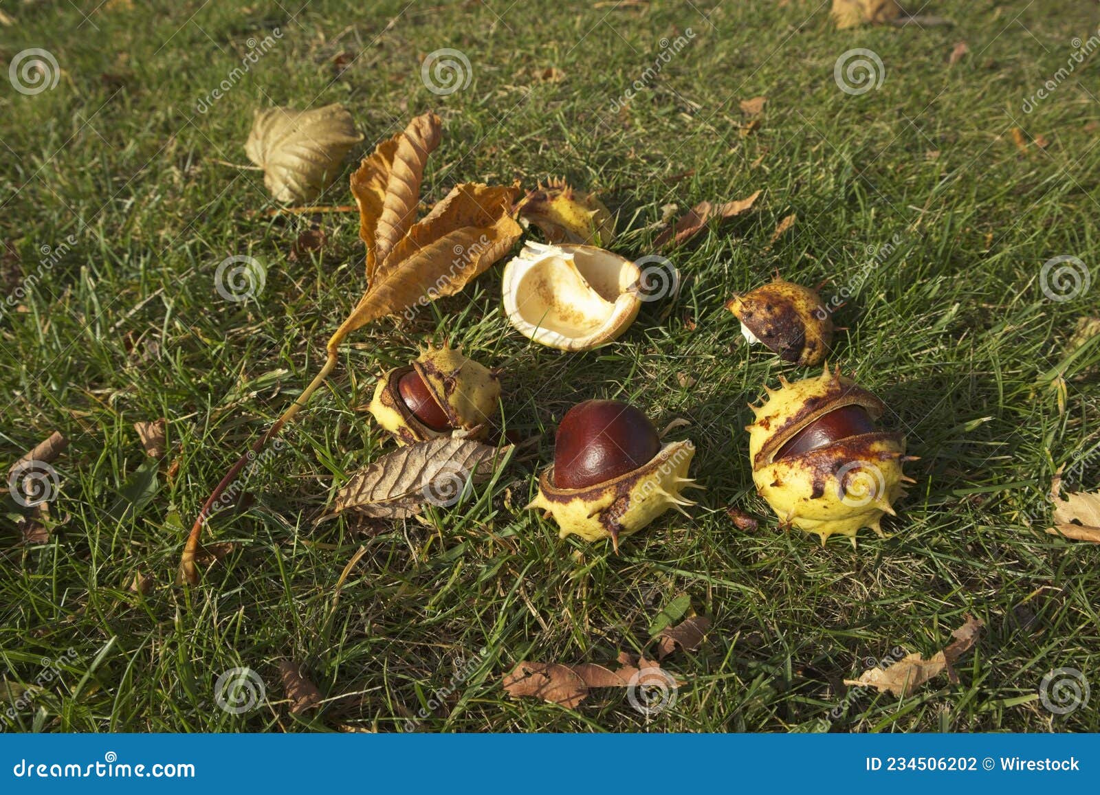 Closeup Shot of Horse Chestnut Conkers on the Ground Stock Photo ...