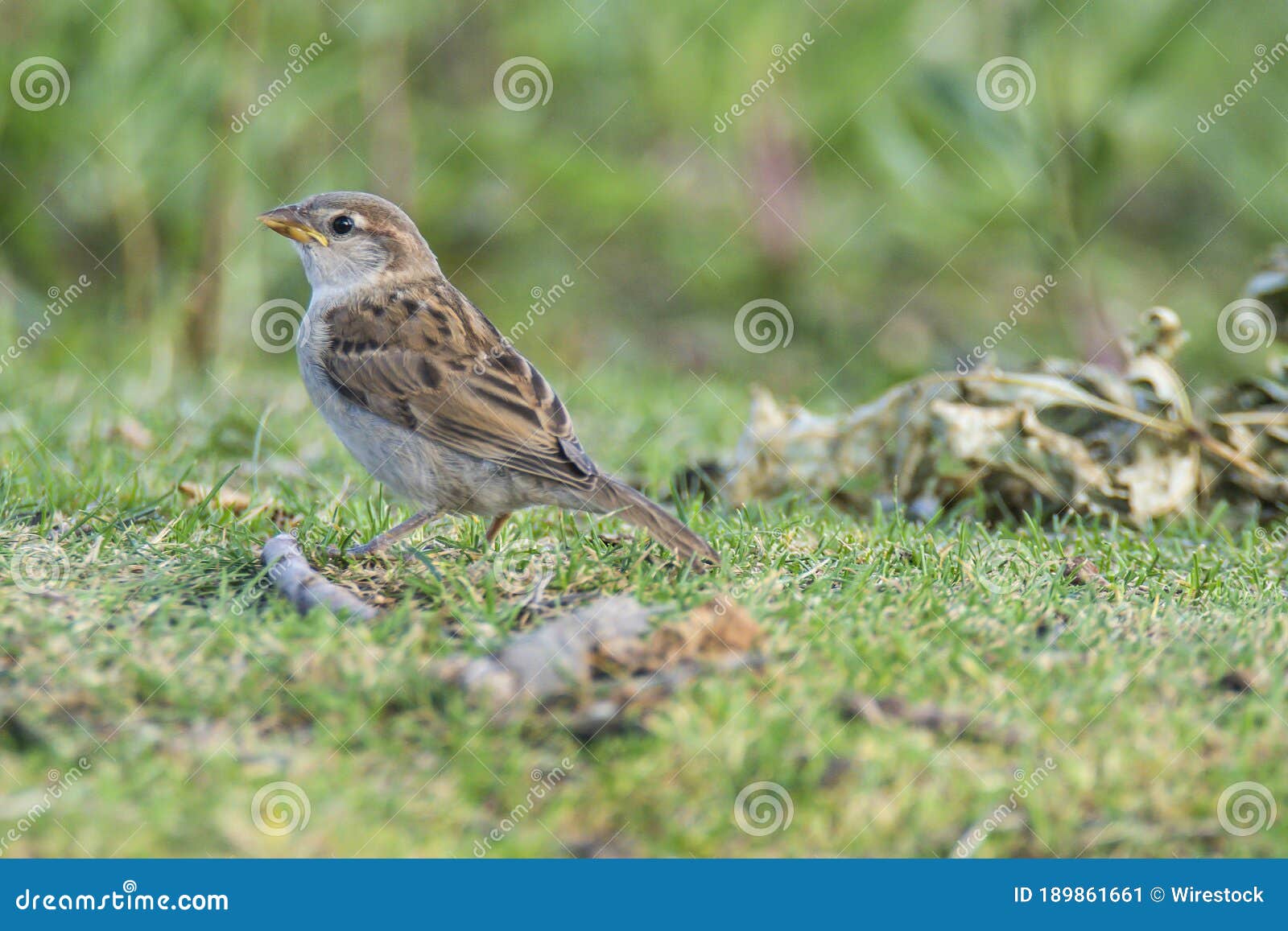 Sparrow On Green Background Royalty-Free Stock Photo | CartoonDealer ...