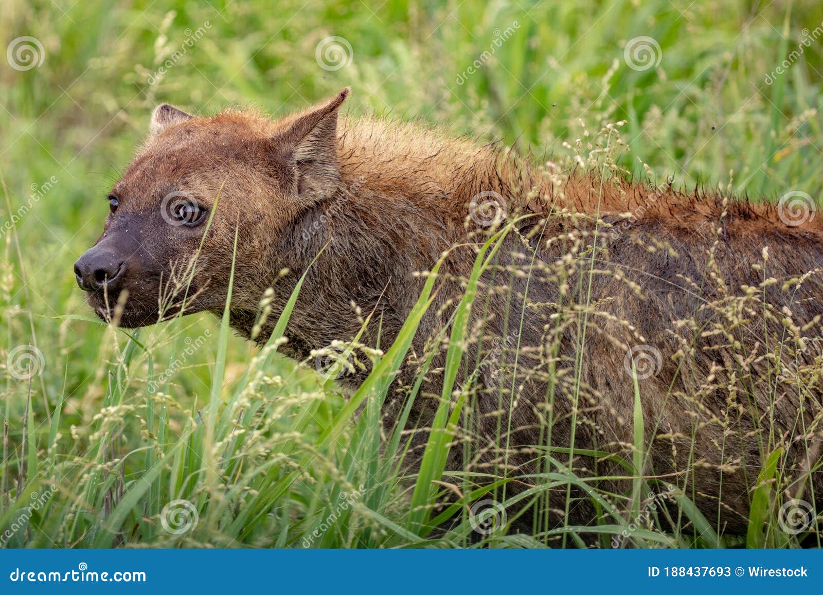 Closeup Shot of a Hyena Standing in a Grass Field at Daytime Stock ...