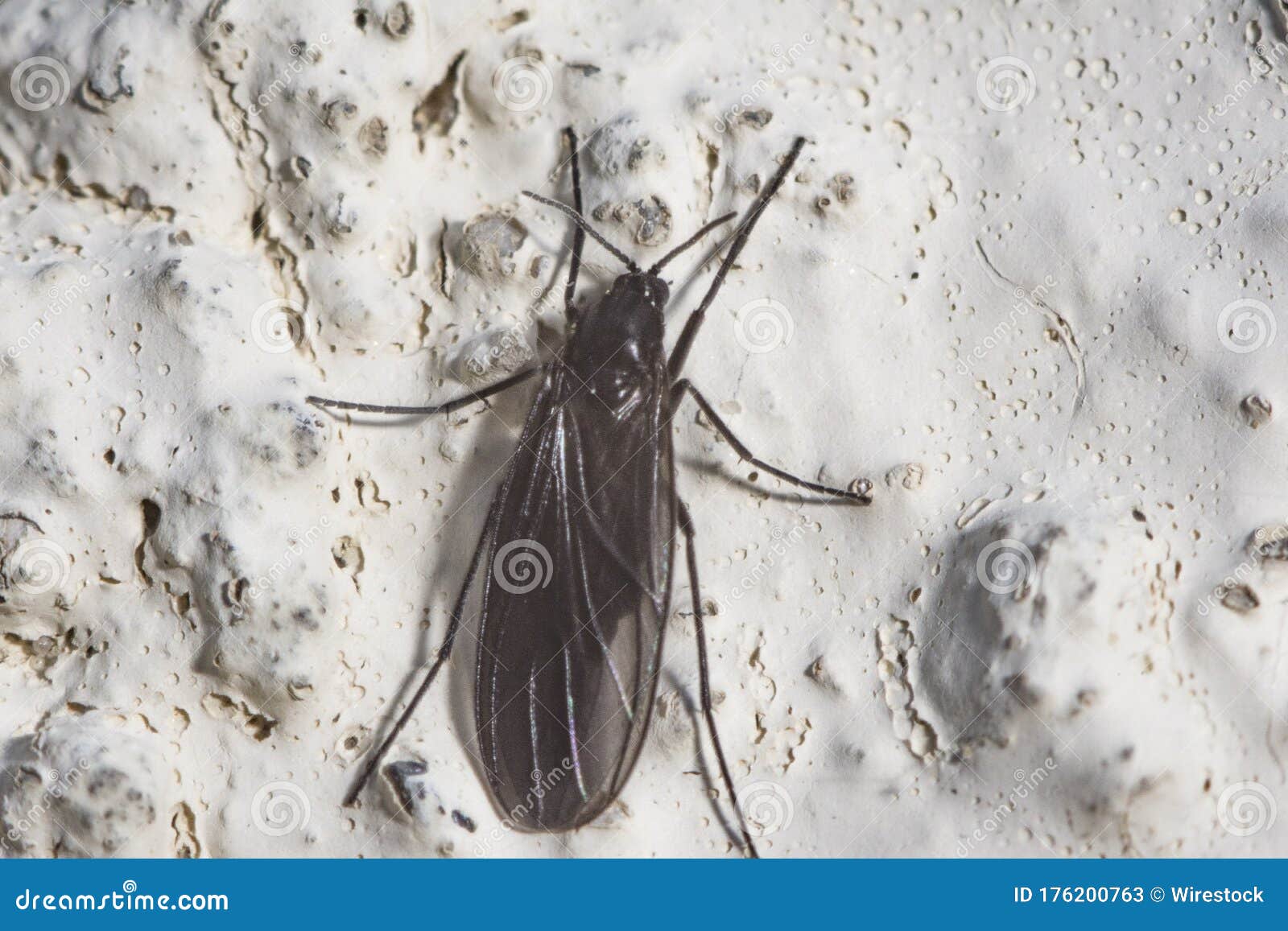 Closeup Shot of an Insect Sitting on the Wall Stock Image - Image of ...