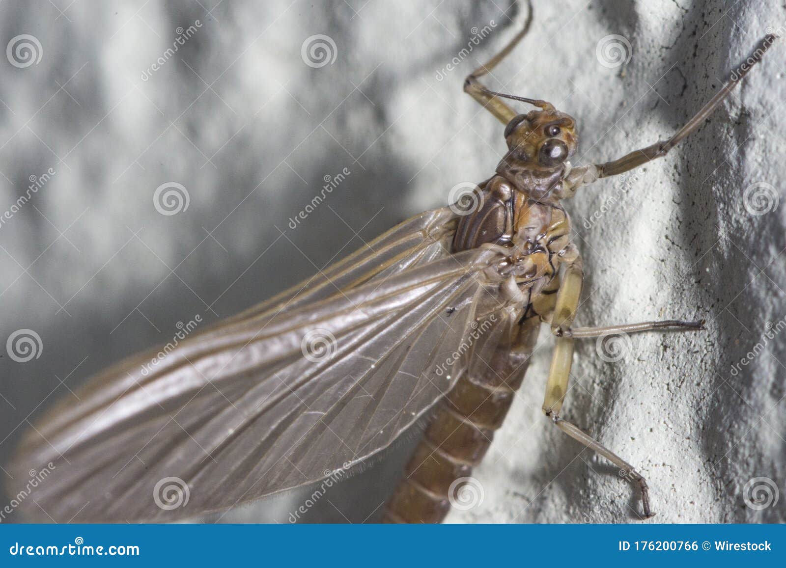 Closeup Shot of an Insect Sitting on the Wall Stock Photo - Image of ...