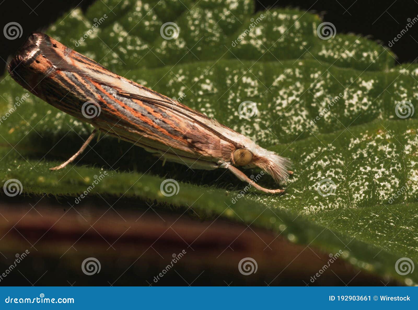 Closeup Shot of Isophrictis Striatella on the Tree Leaf Stock Image ...