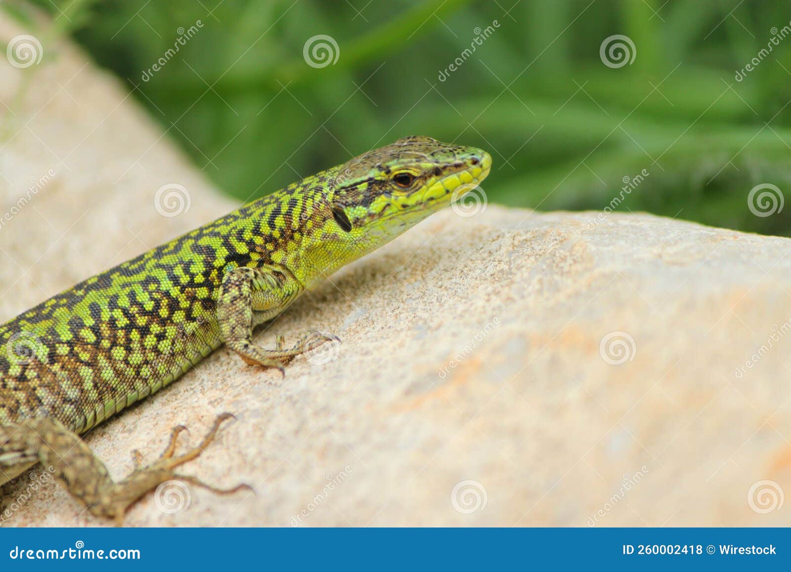 Closeup Shot of an Italian Wall Lizard Crawling on the Rocks Stock ...