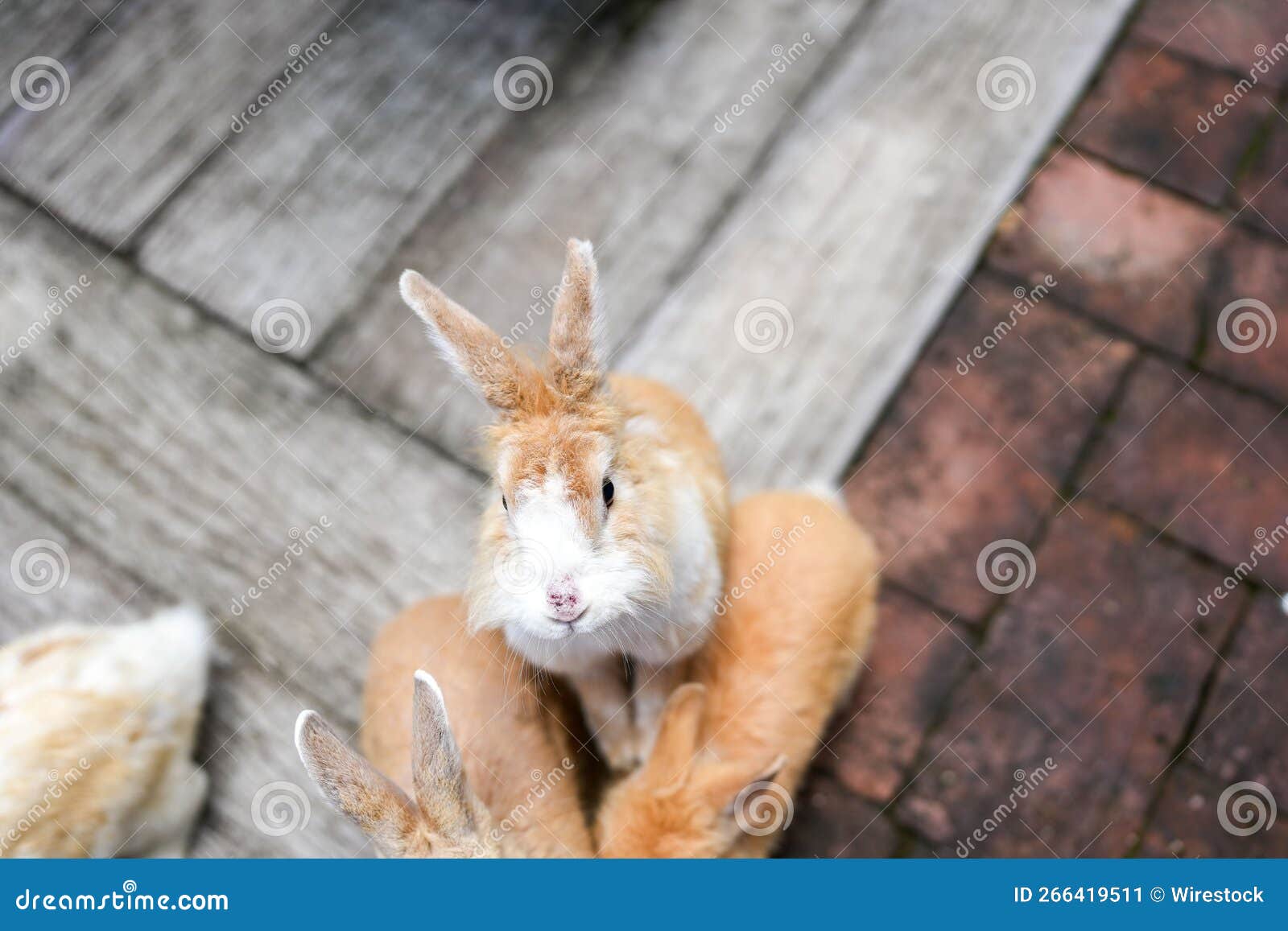 Closeup Shot of a Japanese Hare Looking into the Camera Stock Image ...
