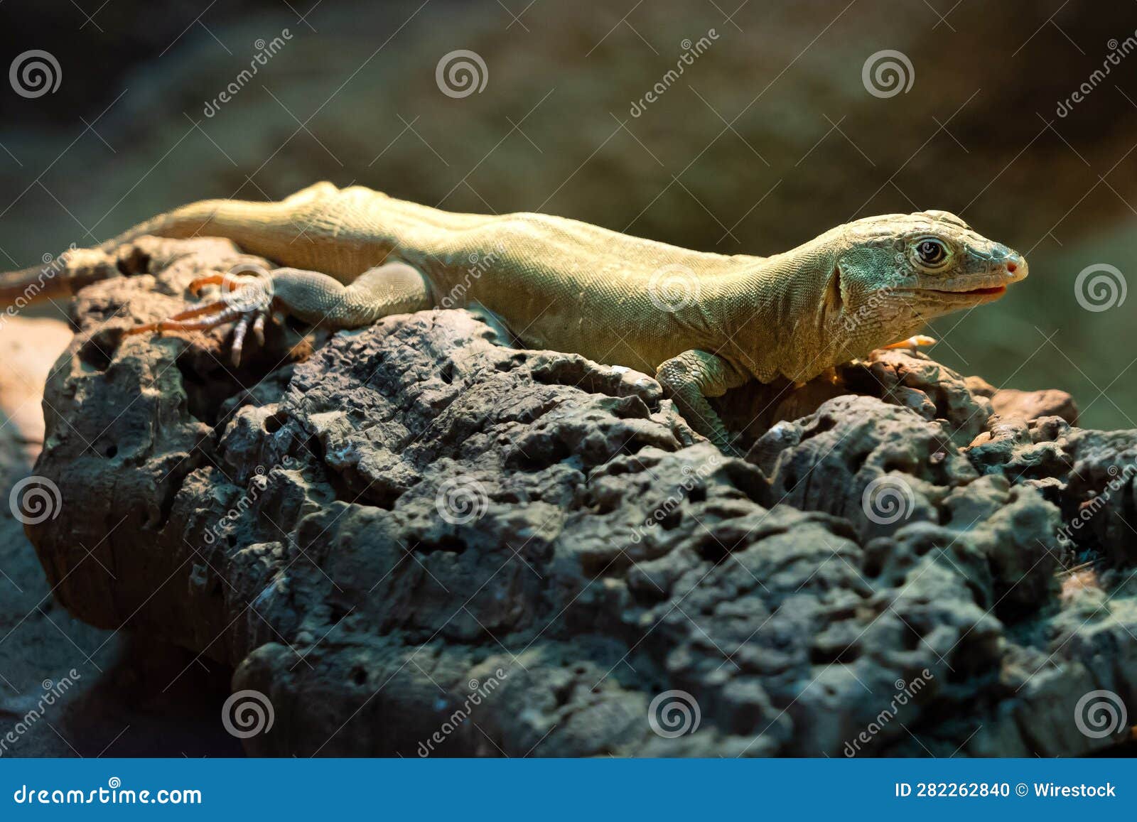 Closeup Shot of a Jayakar Lizard Laying on a Rocky Surface Stock Photo ...