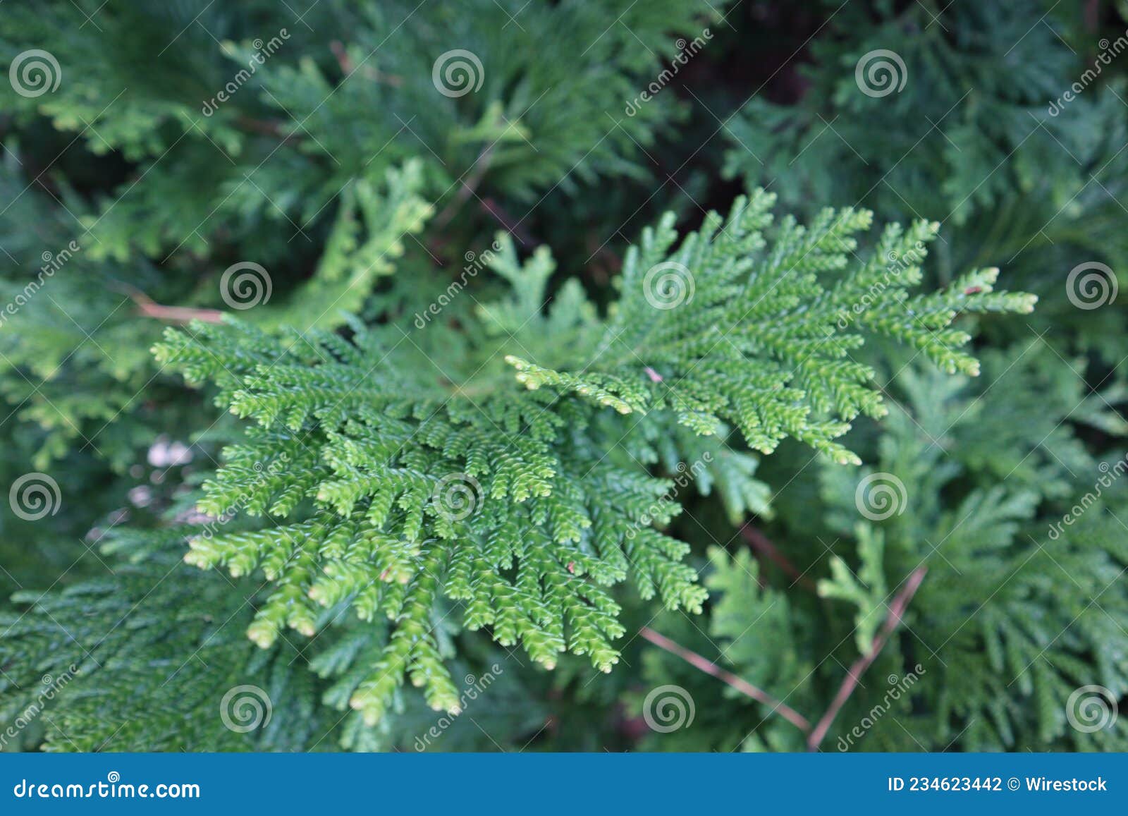 Closeup Shot of a Juniper Tree Branch Texture Stock Photo - Image of ...