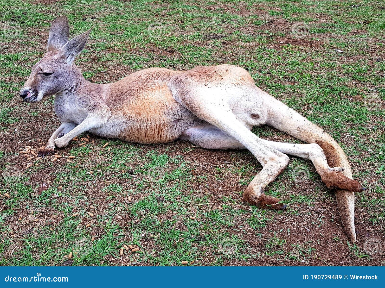 Closeup Shot of a Kangaroo Lying Down on the Grass Stock Image - Image ...