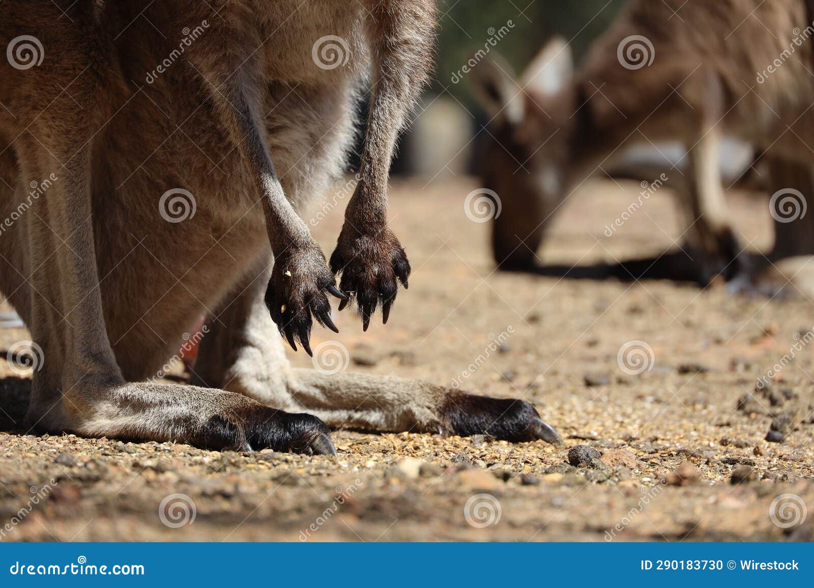 Closeup Shot of Kangaroo Paws and Legs Standing on a Sandy Surface ...