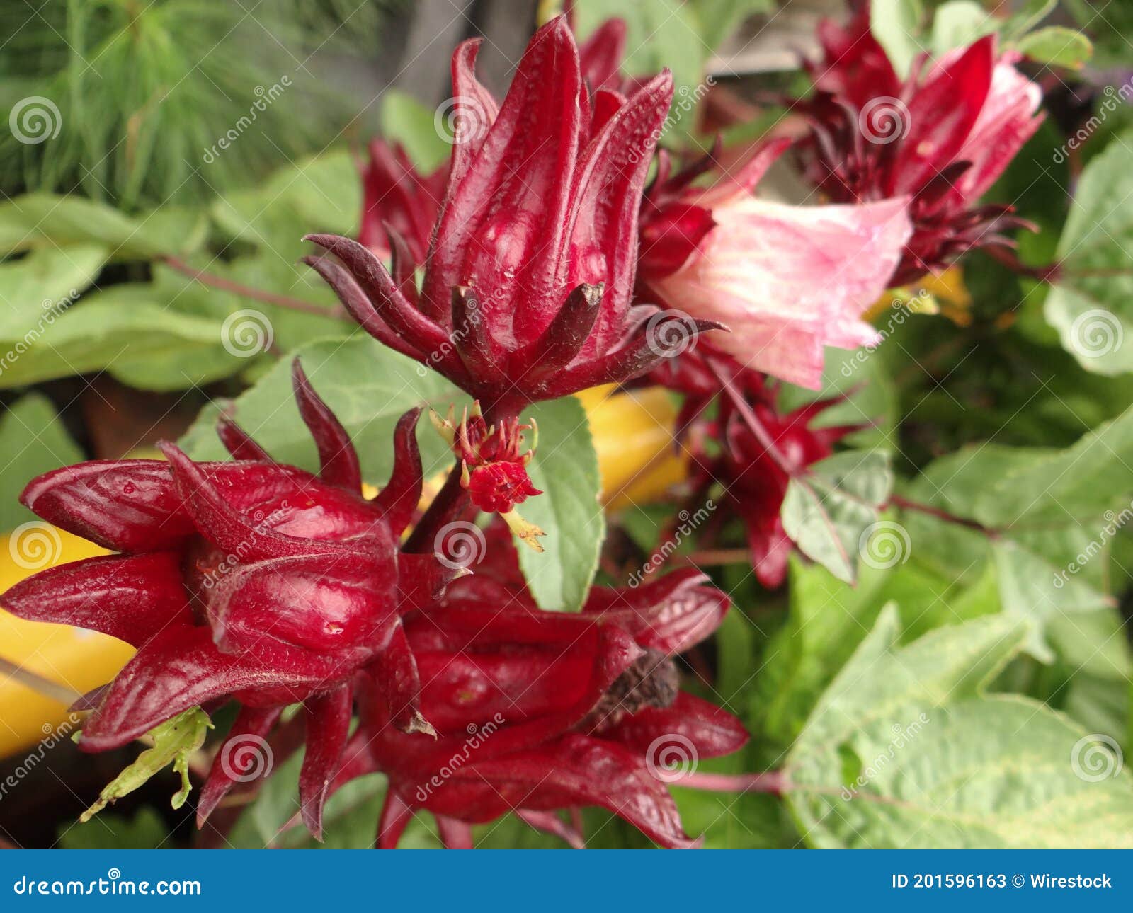 Closeup Shot of Karkadeh Plants in the Greenery Stock Image - Image of ...