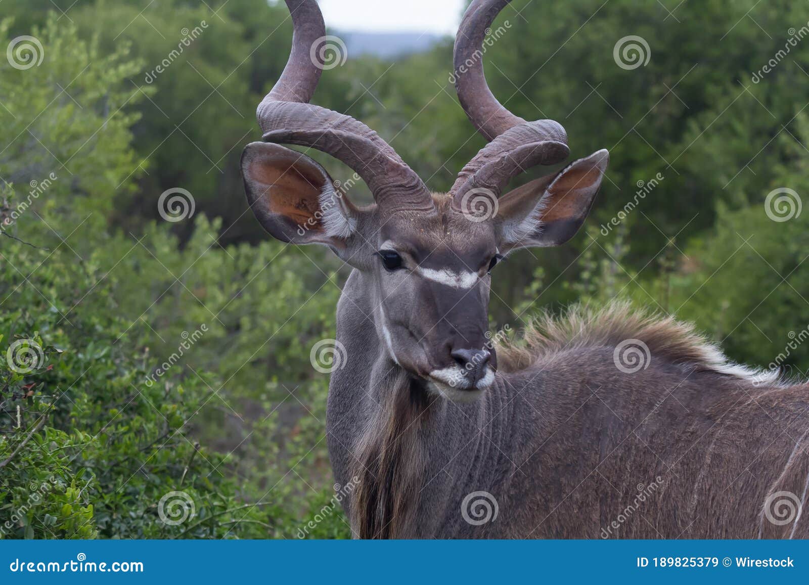 Kudu Under Acacia Tree In Bushveld At Okonjima Nature Reserve, Namibia ...