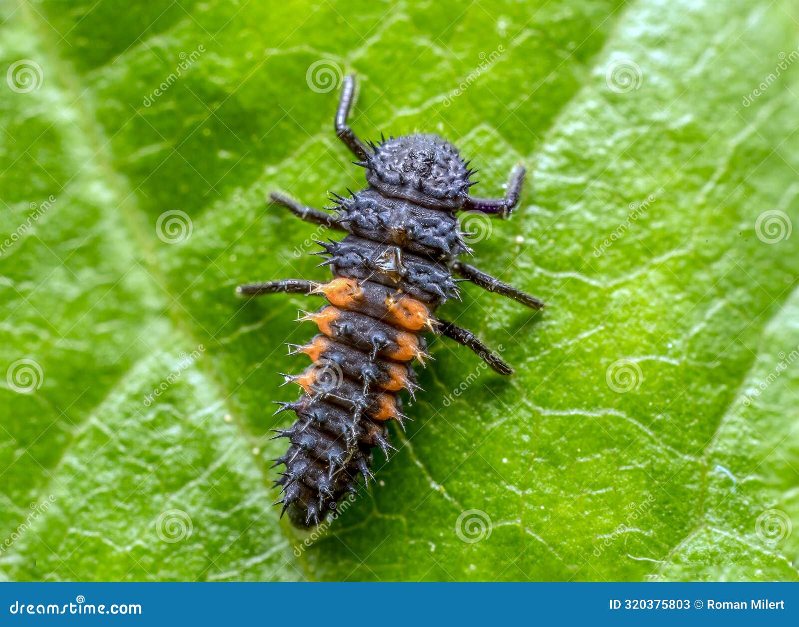 Ladybug Larva on Green Leaf Stock Image - Image of pupa, wildlife: 320375803