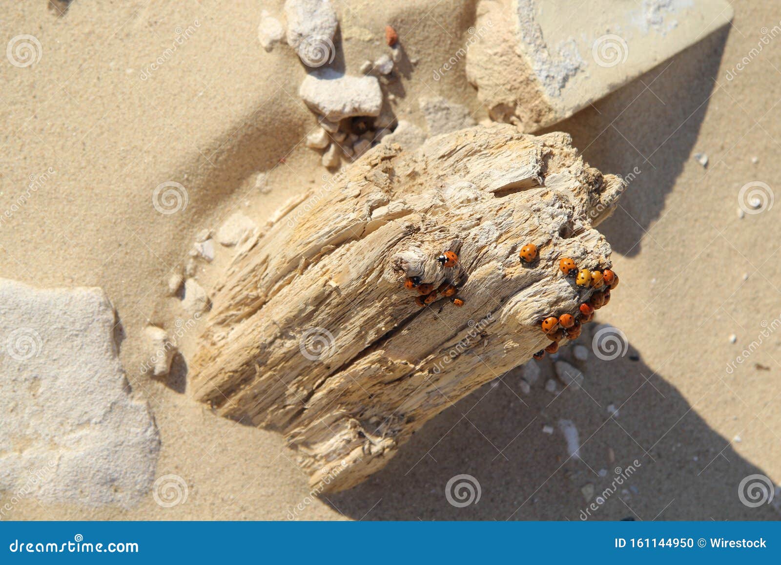 Closeup Shot of Ladybugs on a Broken Tree in the Sand at Daytime Stock ...