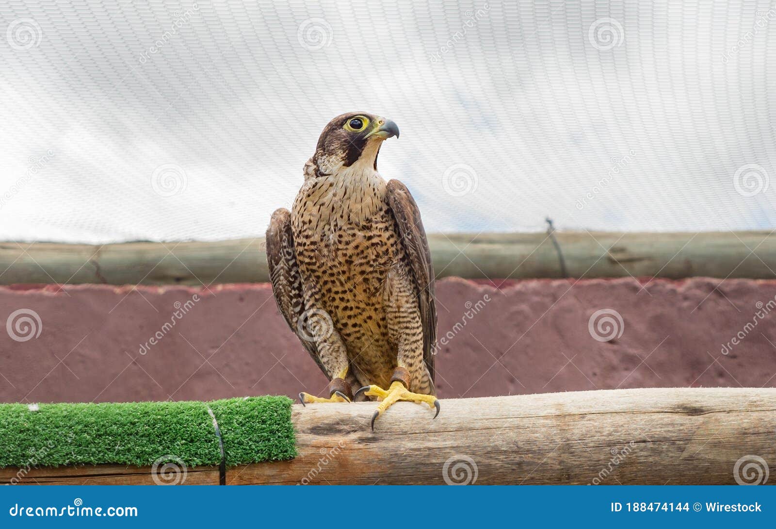 Closeup Shot of Lanner Falcon Standing on the Trunk Stock Photo - Image ...