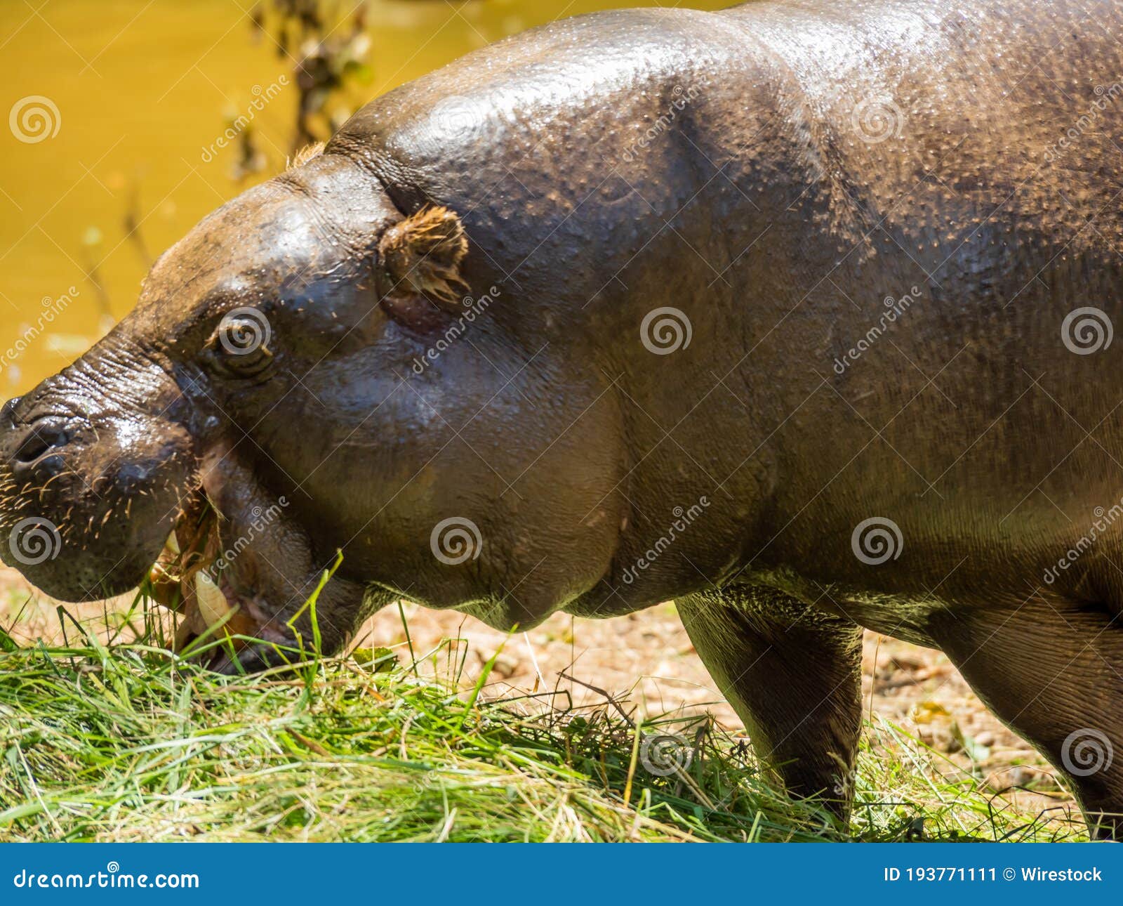 Closeup Shot of a Large Hippo Feeding on Green Plants Stock Image ...