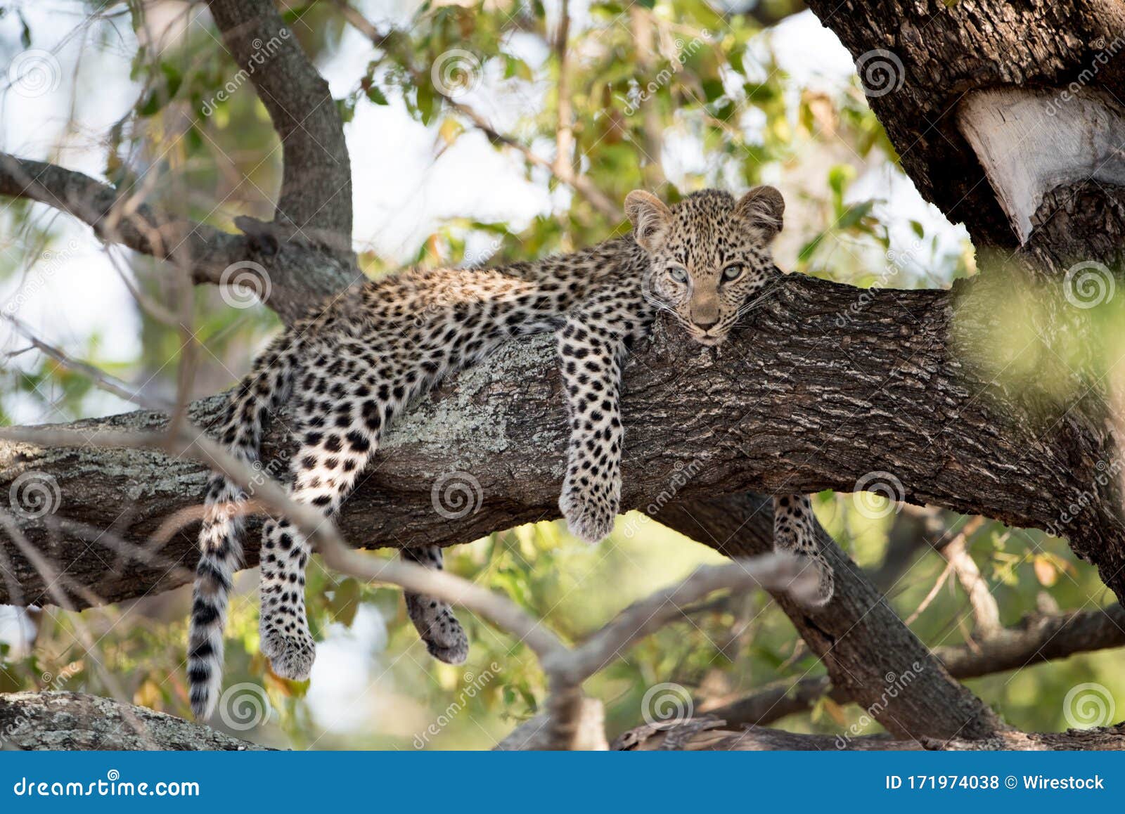 Closeup Shot of a Lazy African Leopard Resting on a Tree Branch Stock ...
