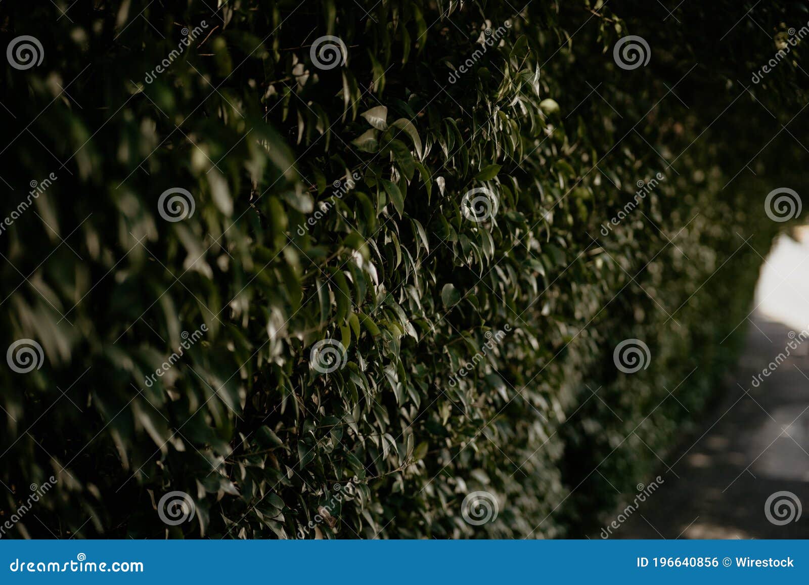 Closeup Shot of the Leaves of an Ivy Hedge Stock Photo - Image of ...