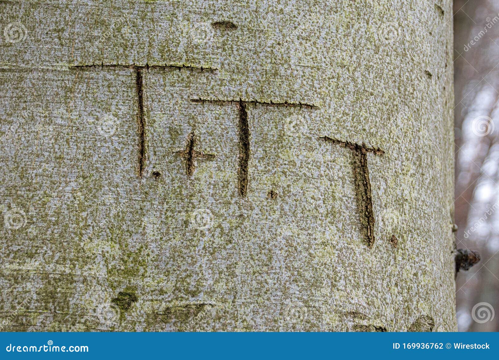 Closeup Shot of Letters Carved in a Tree Stock Photo - Image of blue ...