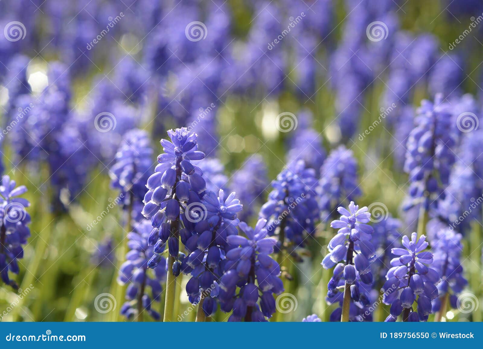Closeup Shot of Light Blue Flowers in the Green Field Stock Photo ...