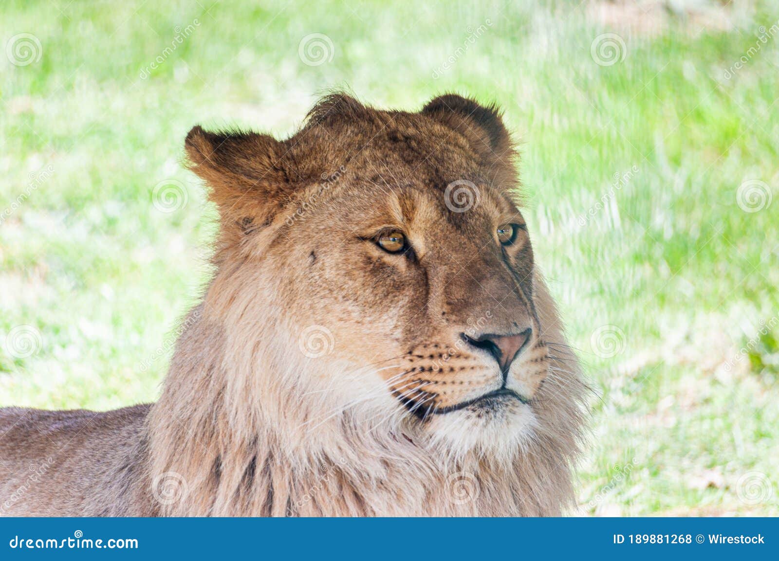 Closeup Shot of a Lion Looking Ahead - Perfect for Background Stock ...