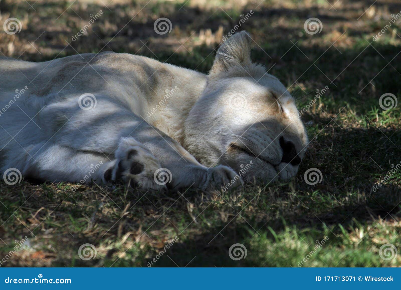 Closeup Shot of a Lion Sleeping Peacefully on the Grass Stock Image ...