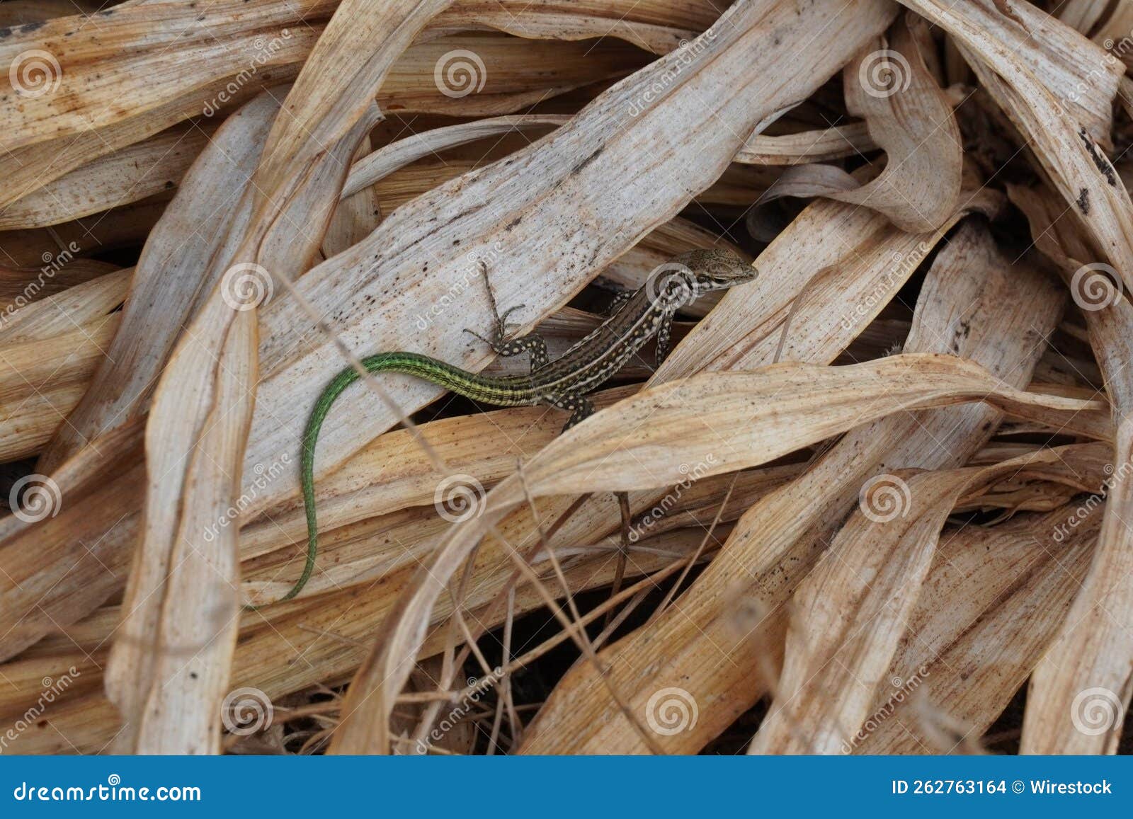 Closeup Shot of Lizard Crawling on Dry Plants Stock Photo - Image of ...