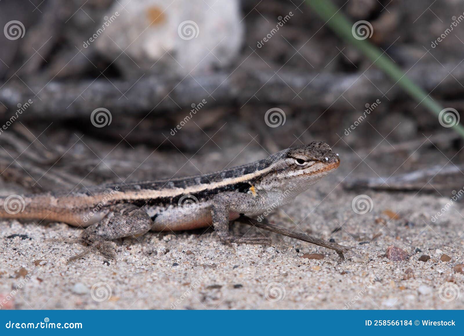 Closeup Shot of a Lizard on the Ground Stock Photo - Image of reptile ...