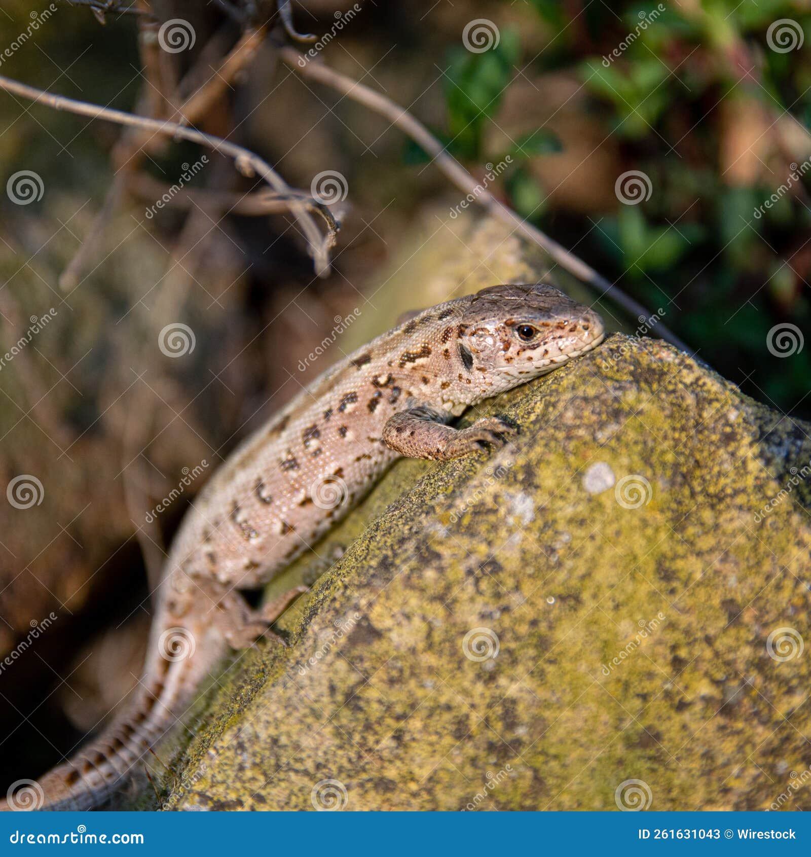 Closeup Shot of a Lizard Sunbathing on a Rock Stock Image - Image of ...