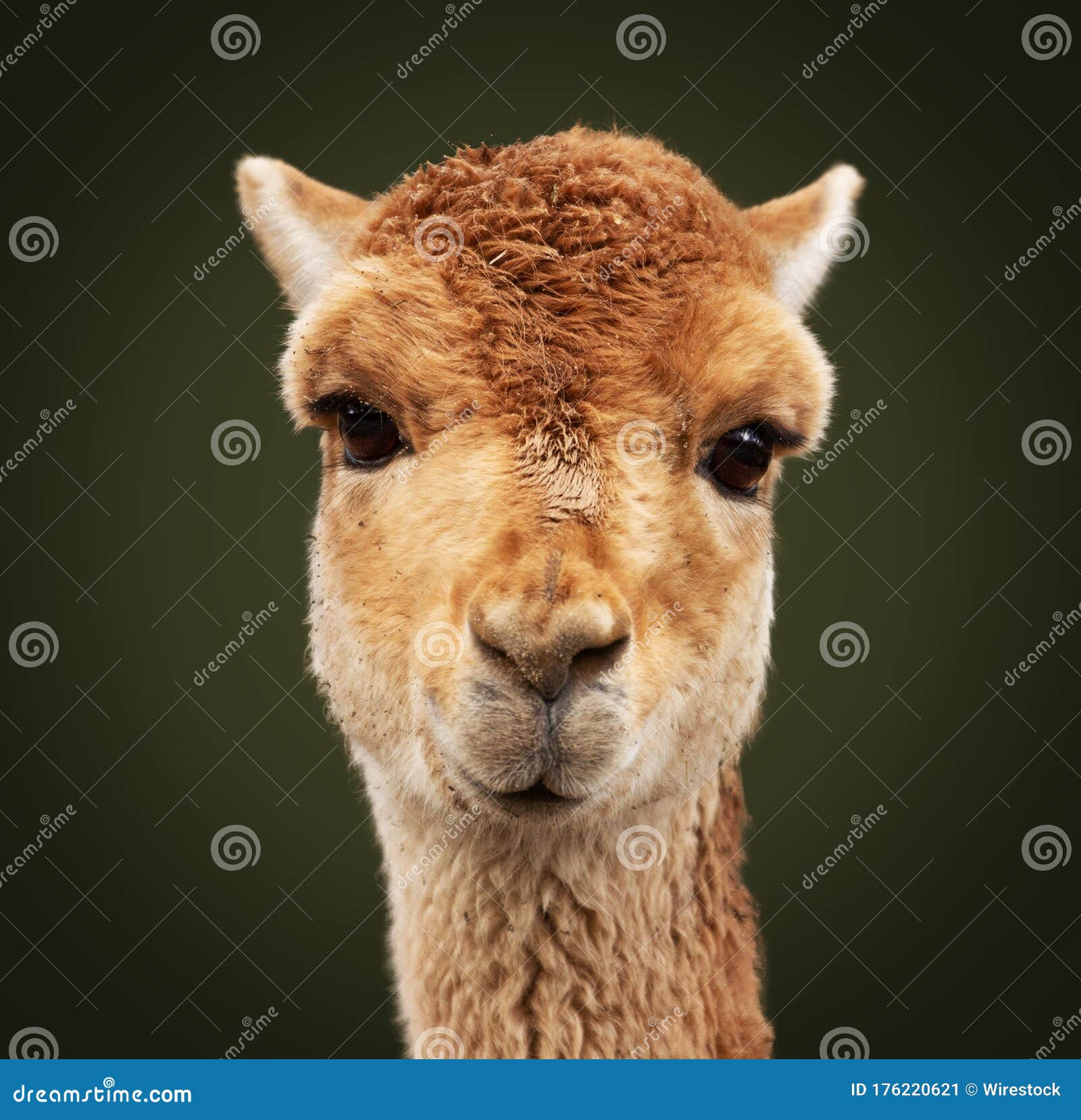 Closeup Shot of a Llama Looking at the Camera Stock Image - Image of ...