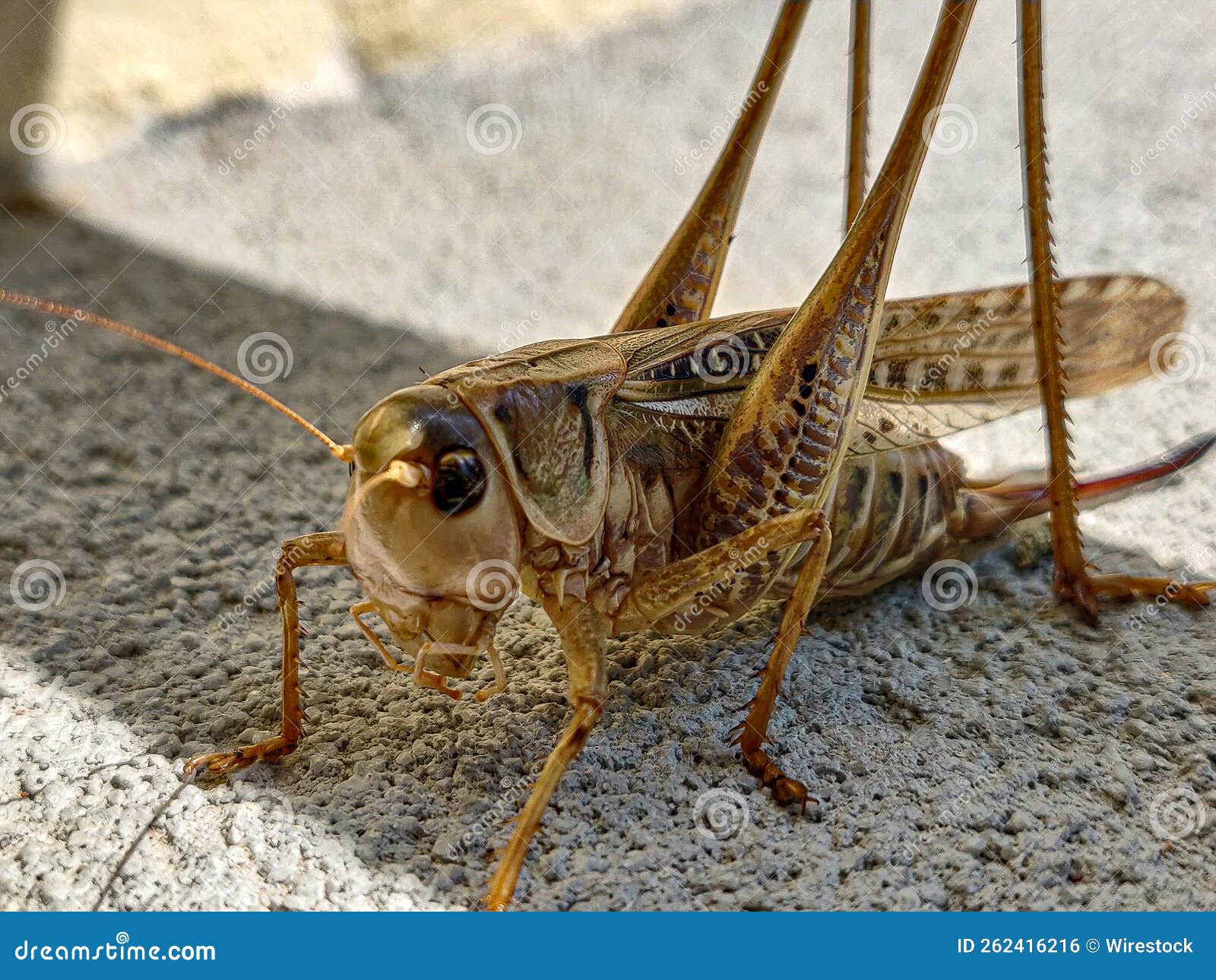 Closeup shot of a locust stock photo. Image of closeup - 262416216